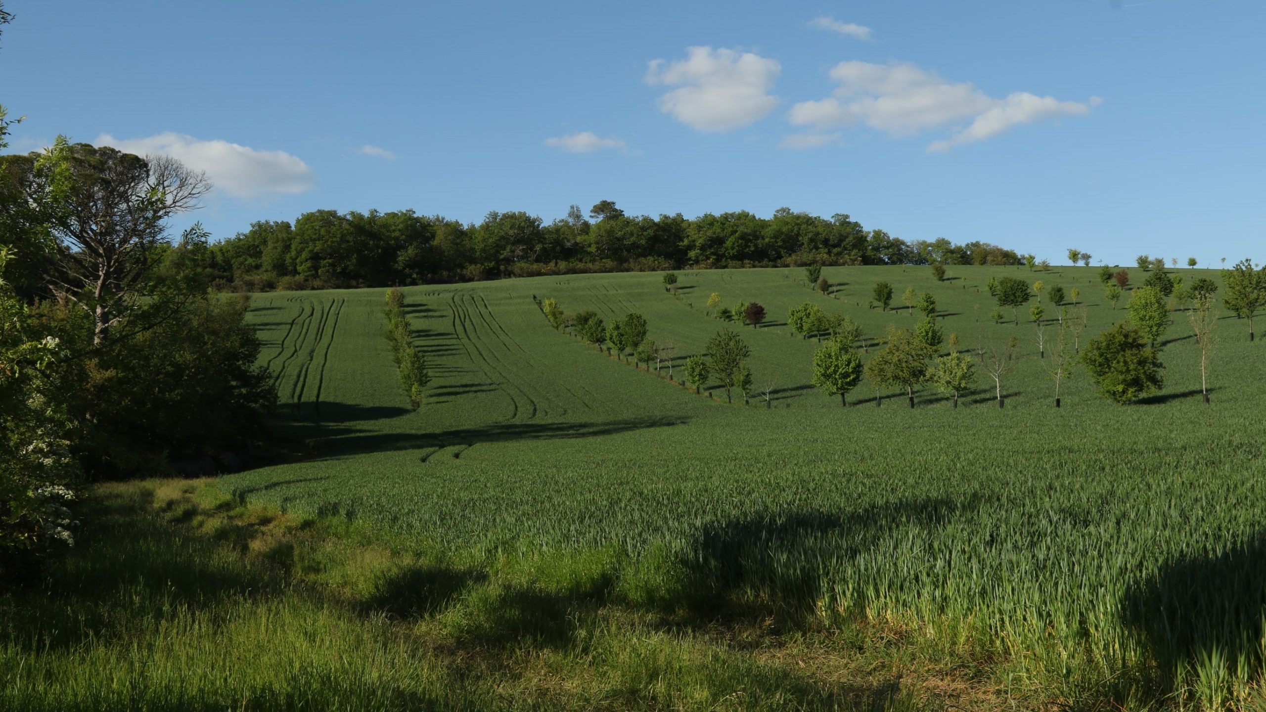 "Influence of within-field understory vegetation strips on plant and ...