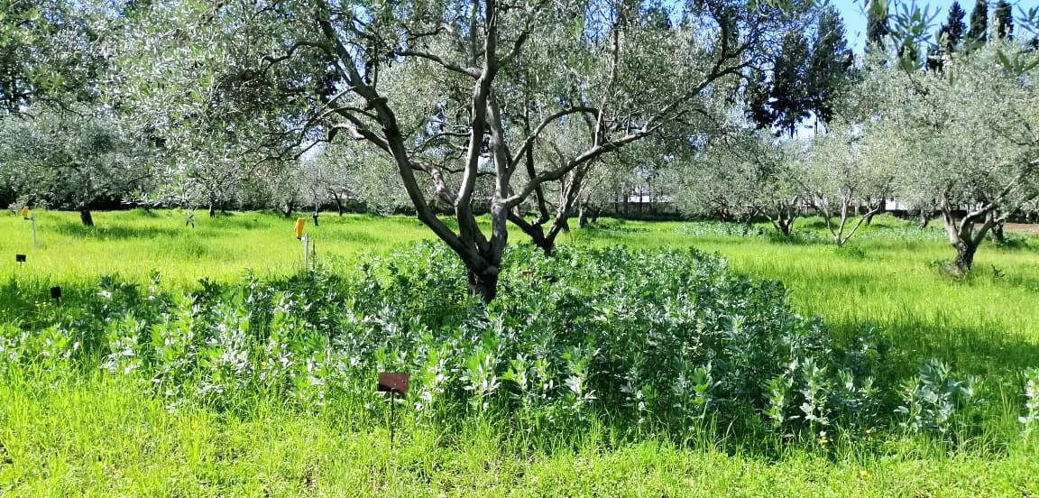 Online workshop: Intercropping in olive orchards - Livingagro ICT Platform