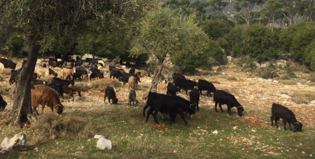 Dissemination workshop on NARC demonstration on cover crops and forest ...
