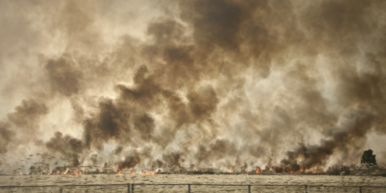 How 12 Years of War Destroyed Syria’s Forests - Livingagro ICT Platform