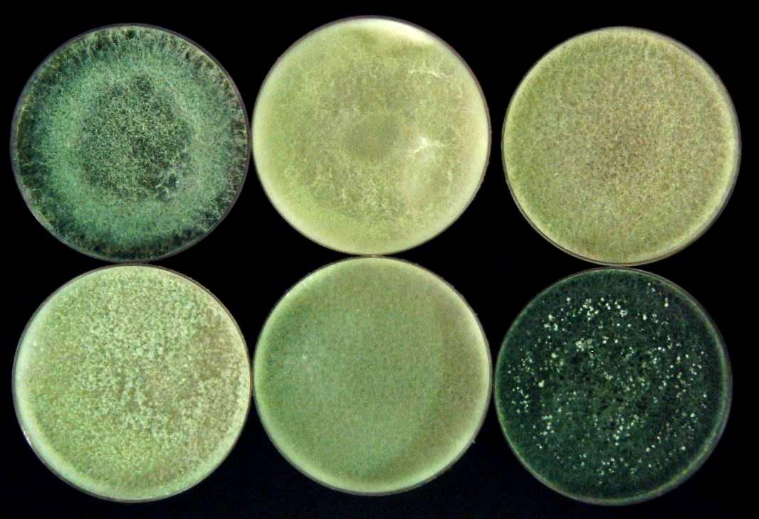 Trichoderma and ways to cope with abiotic and biotic stress in semi ...